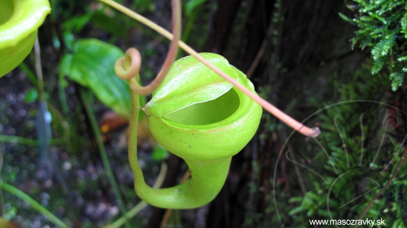 VÝSTAVA MäSOŽRAVÝCH RASTLÍN - Nepenthes - Mäsožravé rastliny alias ...