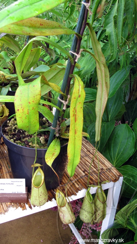 VÝSTAVA MäSOŽRAVÝCH RASTLÍN - Nepenthes - Mäsožravé rastliny alias ...